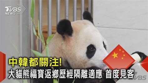 中韓都關注 大貓熊福寶返鄉歷經隔離適應 12日首度見客｜tvbs新聞 Tvbsnews02 Youtube