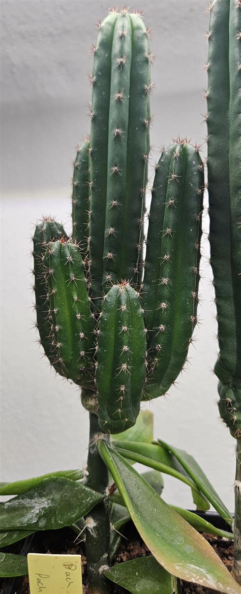 Pach Bach X Pach Kimnach Rgraftingplants