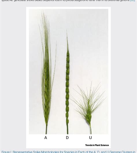 Evolution Of Wheat