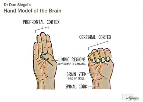 Hand Model Of The Brain Handmodelofthebrain Drdansiegel