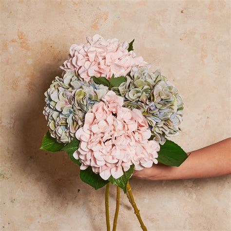 Hydrangea Flower Stem