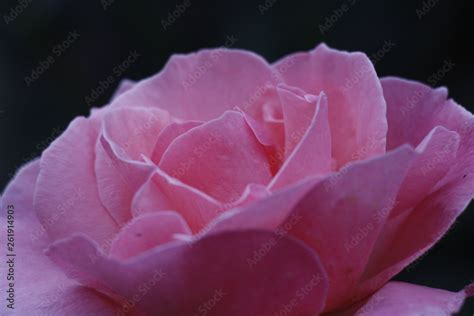 Estas Son Diferentes Tipos De Flores Fotos Tomadas En Diferentes
