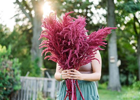 Red Garnet Amaranth Seeds Bucktown Seed Company