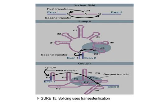 Steps For Rna Processing In General Ppt