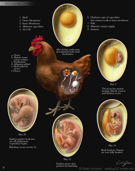 Chicken Women The Embryonic Cycle Of A Chicken Day 4
