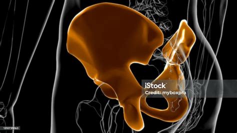 Manusia Kerangka Hip Atau Anatomi Tulang Panggul Untuk Konsep Medis 3d