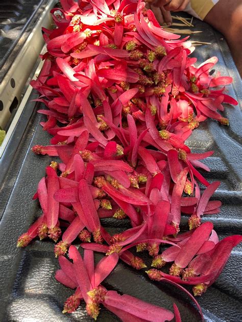 ជីវៈចម្រុះនៃប្រទេសកម្ពុជា ជីវៈចម្រុះនៃប្រទេសកម្ពុជា