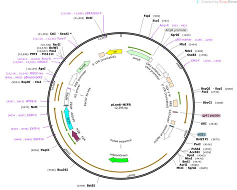 Addgene Plenti Hifr Addgene Plenti Hifr