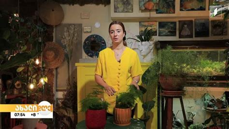 ასპარაგუსის მოვლა ანი არველაძის რუბრიკა „მცენარეების მეგობარი“ Youtube