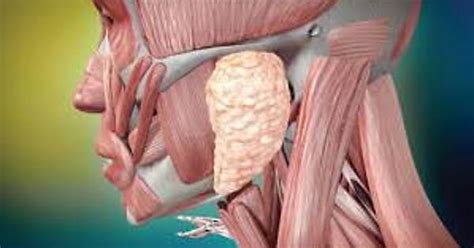 Parotid Gland Anatomy Album On Imgur