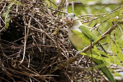 Monk Parakeet Building Nest Pantanal Wetlands Mato Grosso Brazil