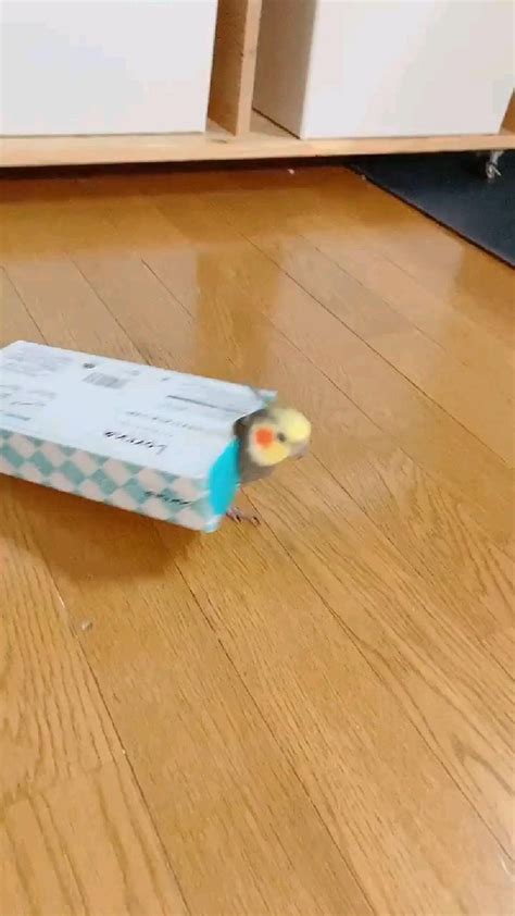 Смешная птичка 😅 Смешные животные Смешно Животные