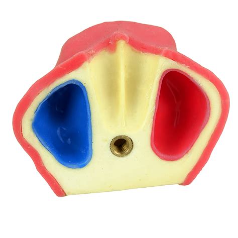 Enovo口腔牙科种植练习实训操作模型上颌骨带上颌窦提升练习模型上颌窦提升术齿科种植实操作练习医生培训虎窝淘