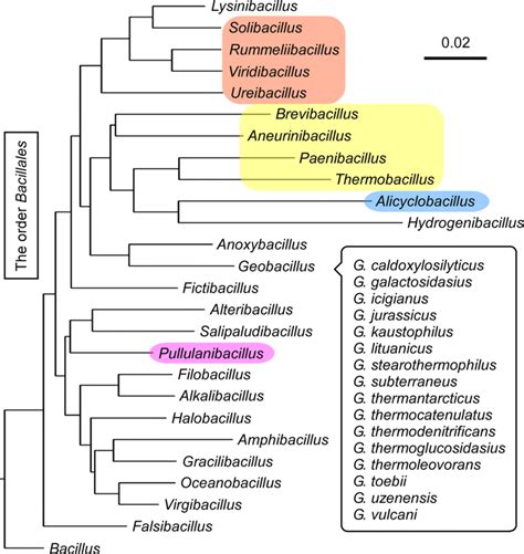 New Genera Derived From The Genus Bacillus The Genera Include Download Scientific Diagram