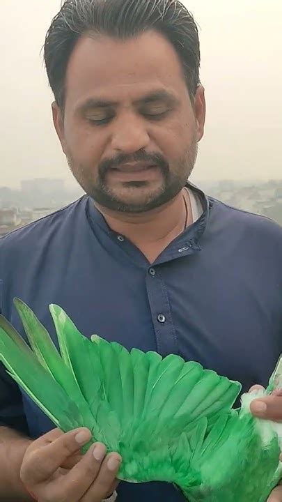 نیو کبوتر باہر نکال دیے Youtube