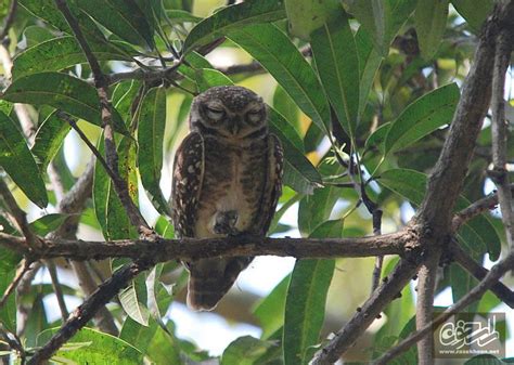 پرندگان ، جغد کوچک خالدار
