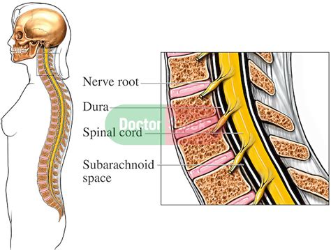 Subarachnoid Space Spinal Cord