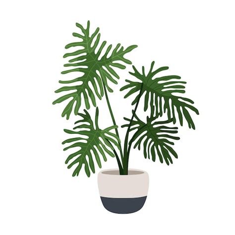 Philodendron Selloum 큰 화분 화분에서 자라는 갈라진 잎 관엽 식물 큰 단풍 집 나무 거대한 잎을 가진