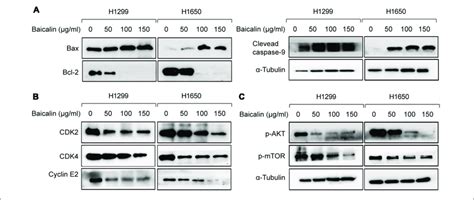 The Apoptosis And Cell Cycle Arrest Regulatory Proteins Were Analyzed