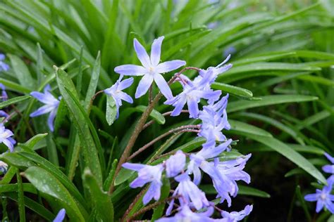 Chionodoxa Luciliae Glory Of The Snow Bbc Gardeners World Magazine