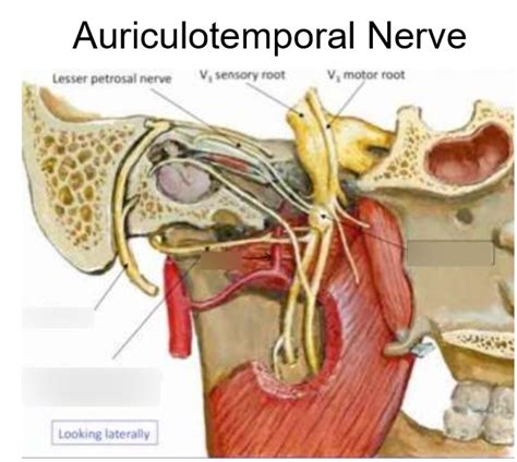Auriculotemporal Nerve And Middle Meningeal Artery