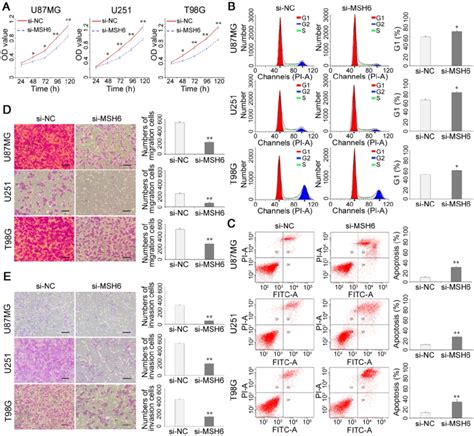 The Growth Migration And Invasion Of Gbm Cells After Silencing Msh6