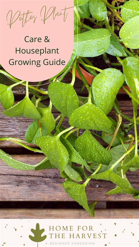 When To Transplant An Avocado Tree Artofit