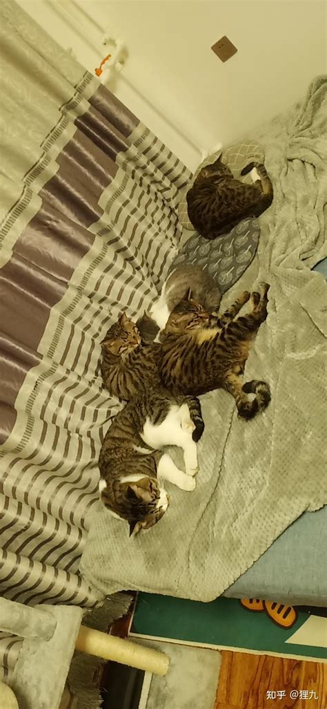 养一只狸花猫或者橘猫应该注意什么 知乎
