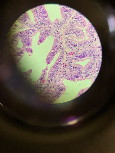 Histology Slides Flashcards Quizlet