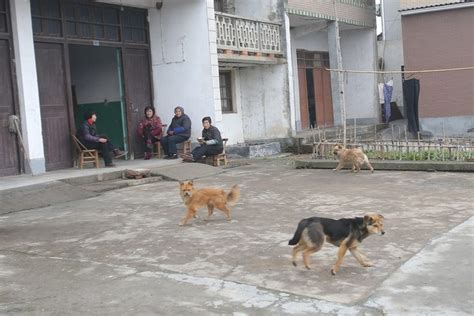 中国神秘“蛇村”年养300万条蛇 文明风首页 东南网