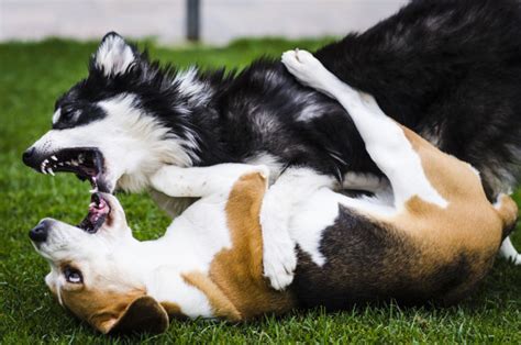 【獣医師監修】犬同士の喧嘩（多頭飼い）は下手に仲裁しない！？喧嘩を止めさせる方法は？｜hotto（ホット）