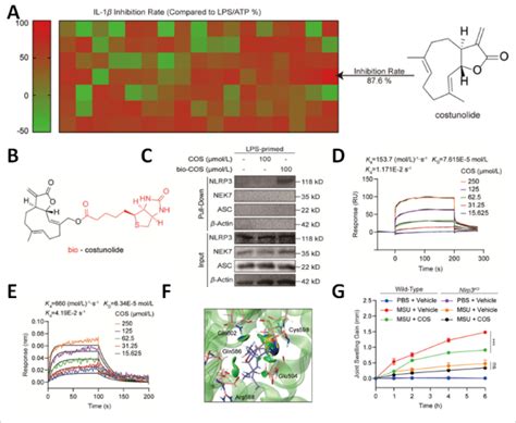 温医大梁广教授团队连续发文揭示多种中药小分子的抗炎靶点与作用机制 知乎