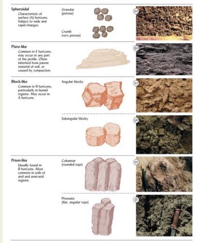 Soil Science Exam 2 Flashcards Quizlet