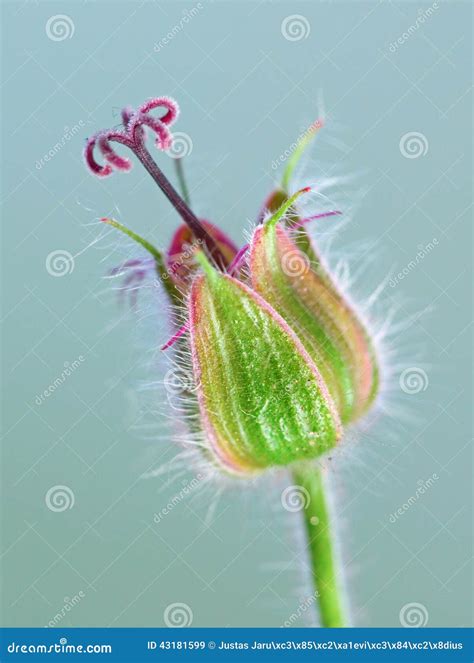 Tiny Fragile Flower Stock Image Image Of Garden Blossom 43181599