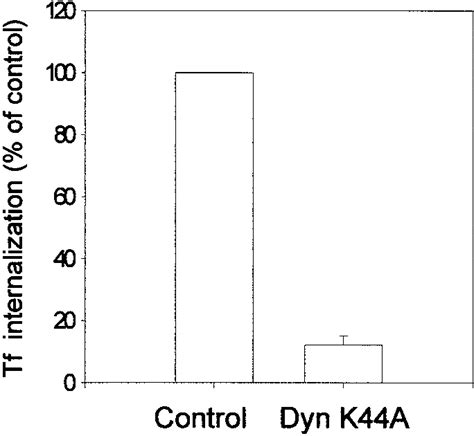expression of mutant dynamin inhibits endocytosis of transferrin hela