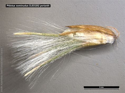 Ptilotus Seminudus