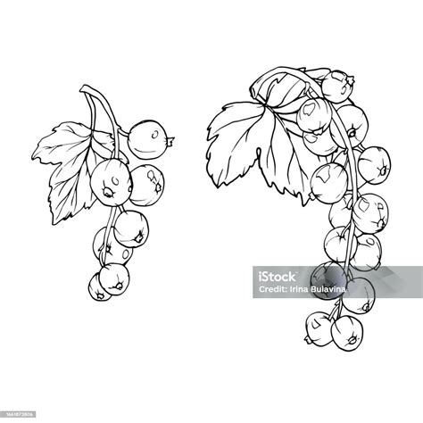붉은 건포도 열매는 흰색 배경에 분리되어 있습니다 손으로 그린 벡터 식물 그림입니다 클립 아트 베리 가지 스케치 여름 과일 새겨진 스타일 일러스트 가을에 대한 스톡 벡터