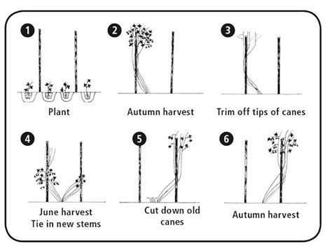 Raspberry Plant Diagram