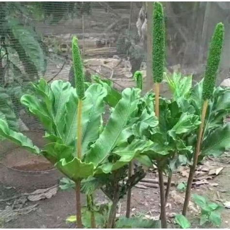 Jual Tanaman Hias Akar Tunjuk Langit 100 Asli Tanaman Hias Langka