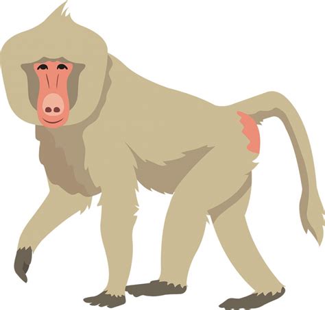 Baboons Clip Art Library