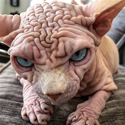 Extra Wrinkly Sphynx Kitty Called The World S Scariest Cat Is Actually