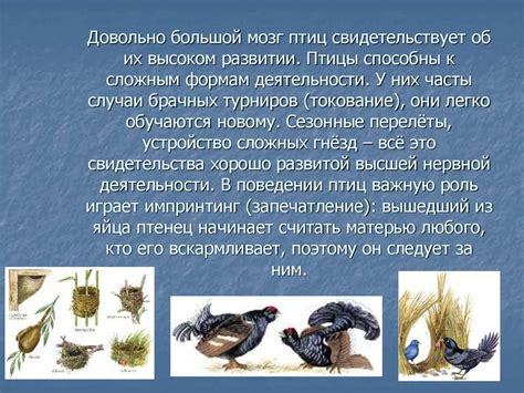 Класс Птицы. Общая характеристика класса - презентация онлайн