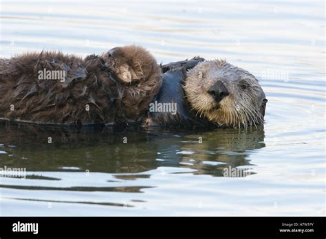 Sea Otter Enhydra Lutris Mother And Pup Elkhorn Slough Monterey Bay