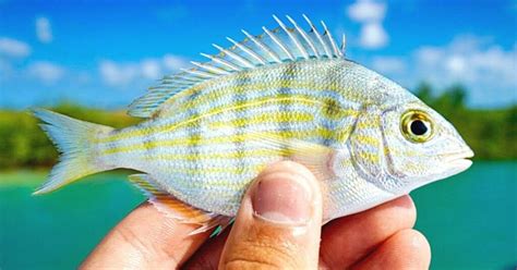 Can You Eat Pinfish The Risks And Benefits Cooking Detective