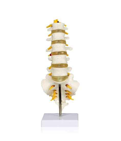 Lumbar Spinal Column