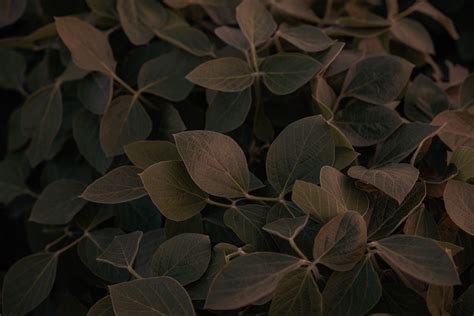 Now Available The Next Generation Of Brevant® Brand Enlist E3® Soybeans