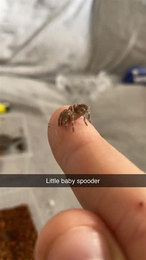 Tiny R Tarantulas
