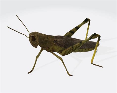 Grasshopper Insect Animal 3d Model By Dawnhurt