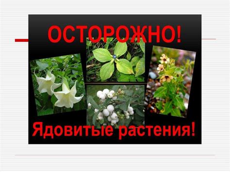 Ядовитые растения Для дошкольников презентация онлайн