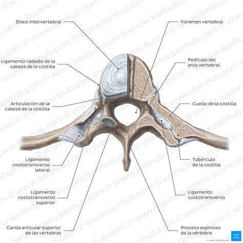 Columna Vertebral Vértebras Costillas El Esqueleto Axial La Columna